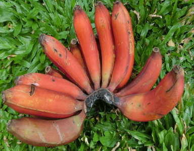 5 JENIS PISANG YANG POPULAR DI MALAYSIA!